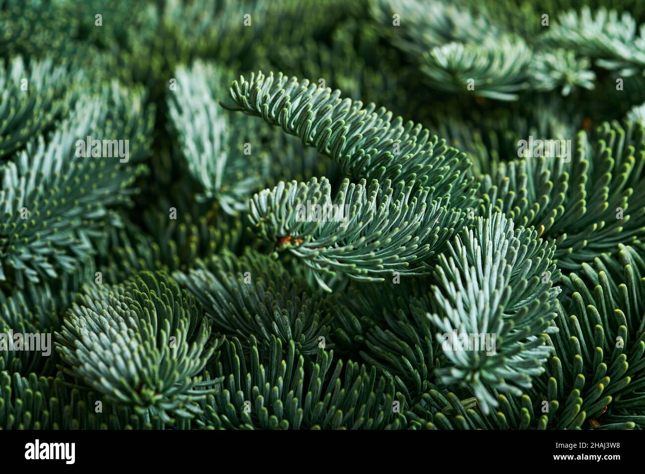 Christmas background of wild fir tree branches, holy plant, pinecones ...