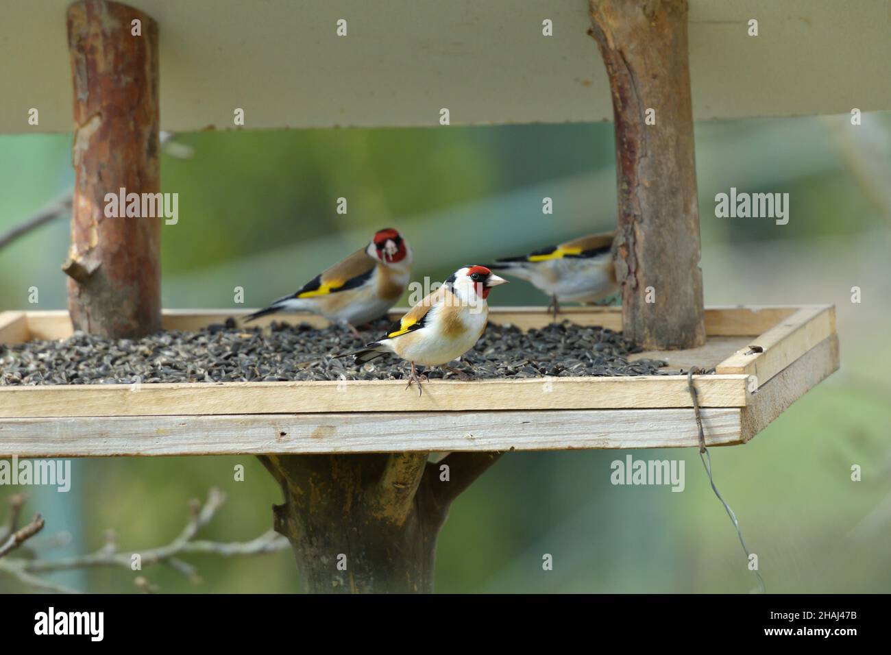 Portrait of bird goldfinch eating fruits and seeds on feeder rack in ...