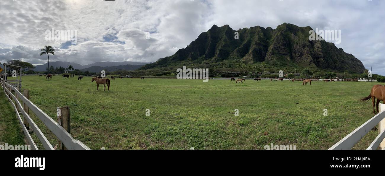 Fenced field with horses and the Kualoa Ranch in the background Stock ...