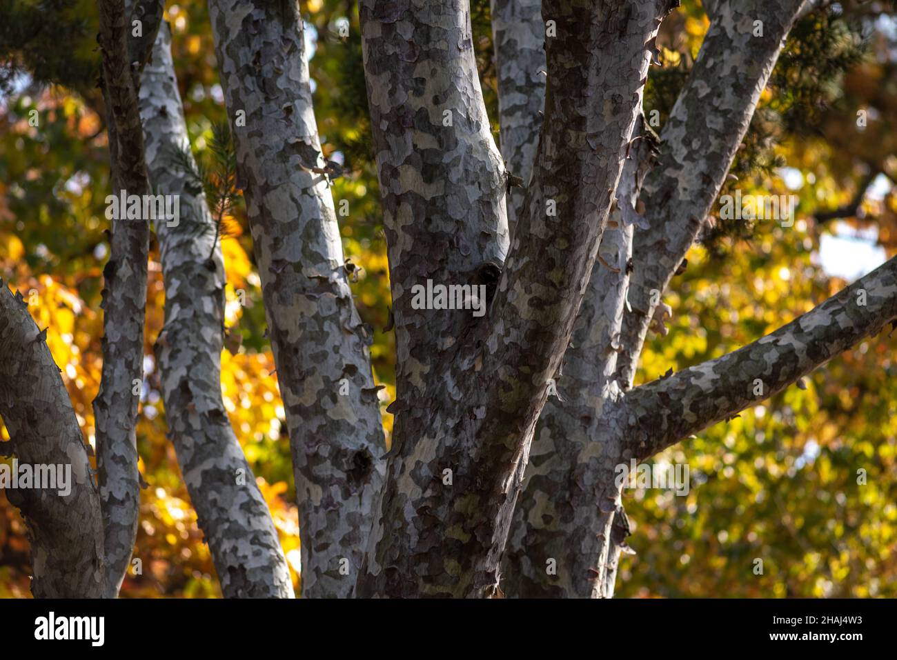 Tree with grey branches in a p Stock Photo - Alamy