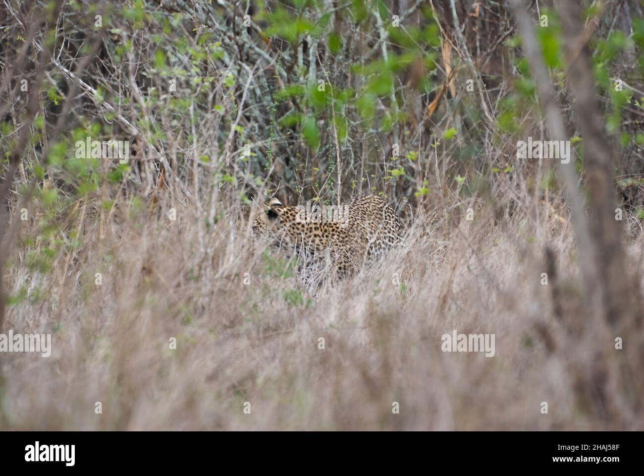 leopard, Panthera pardus, a big predator and african wild cat stalking ...