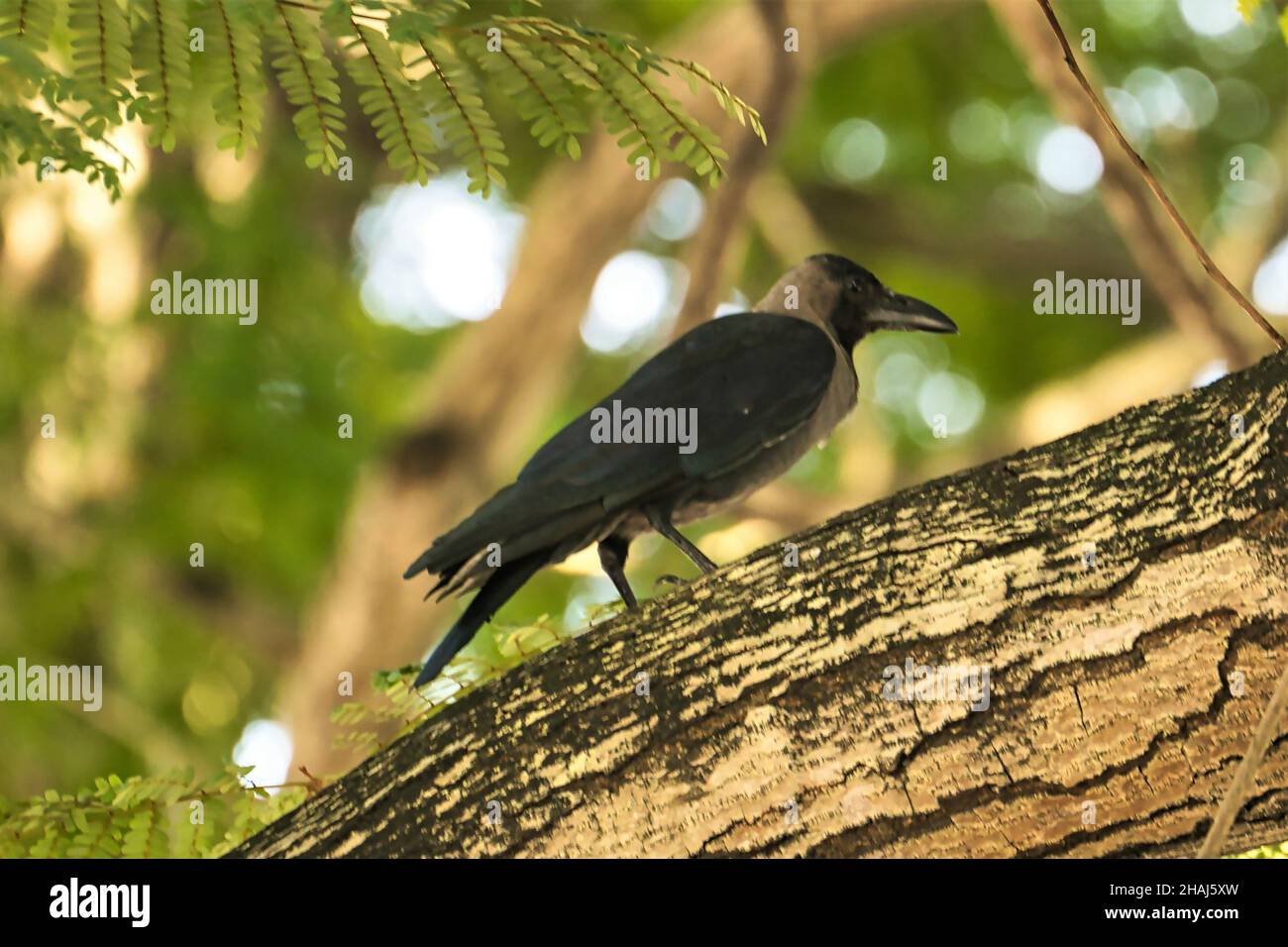 Spotted crow perching on a tree trunk against a blurred background ...