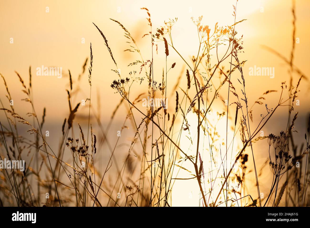 Summer sunset with grass growing up along Trondheim fjord Stock Photo ...