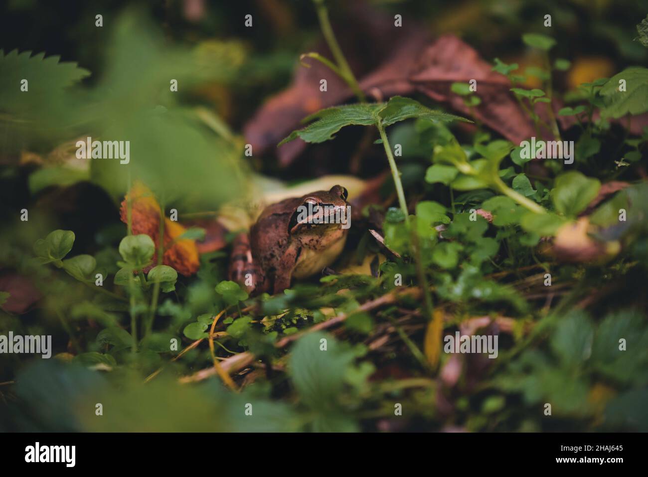Mesmerizing shot of a frog in a forest during the day Stock Photo - Alamy