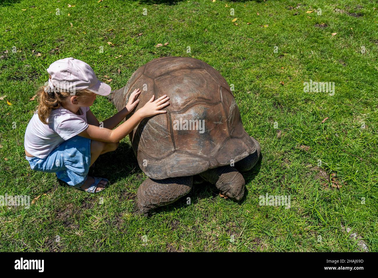 Close-up of the girl's playing with giant turtle on the safari park ...