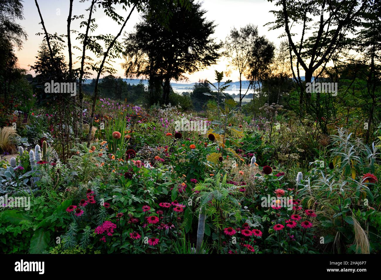 pre dawn light,pre-dawn light,sunrise in the garden,mixed bed,border ...