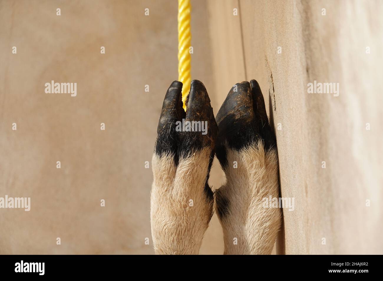 Closeup shot of hooves of a goat tied on a rope Stock Photo - Alamy