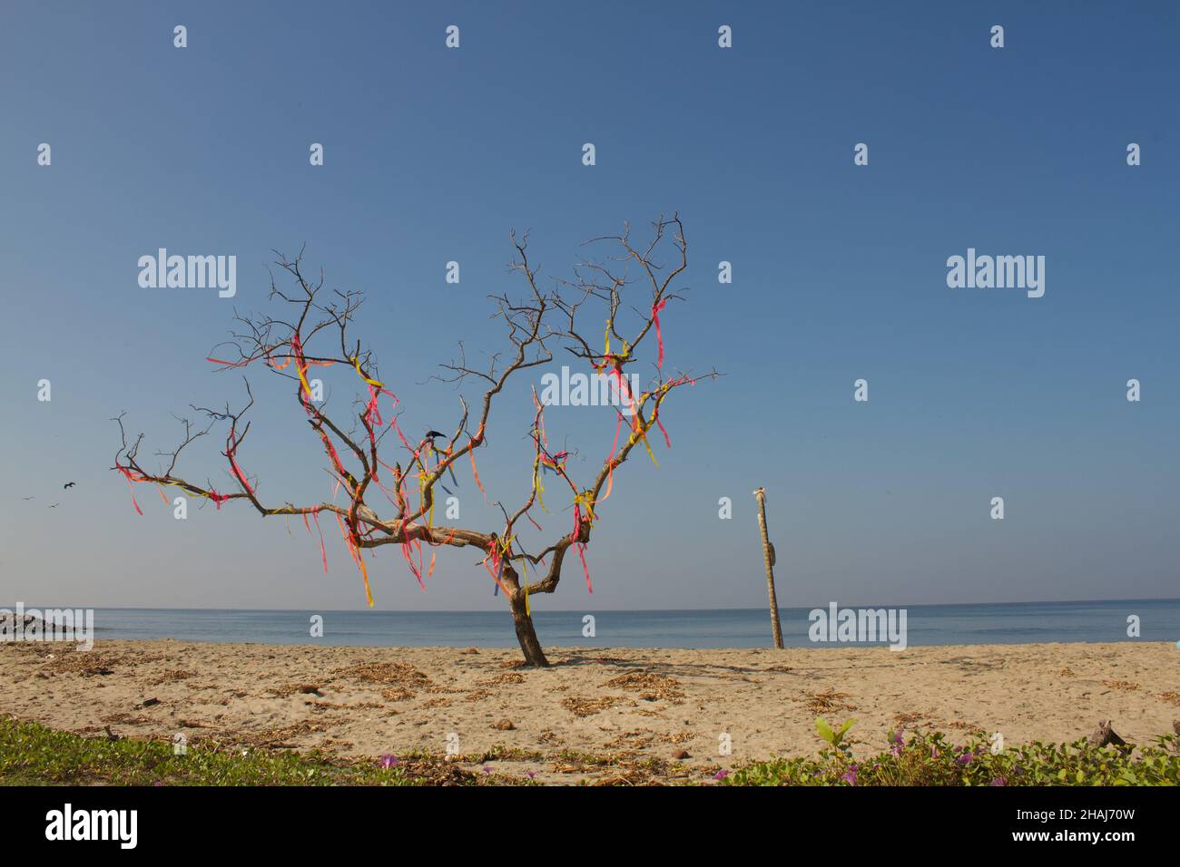 A decorated dry tree by the sea, view from a beach in Kerala, india ...