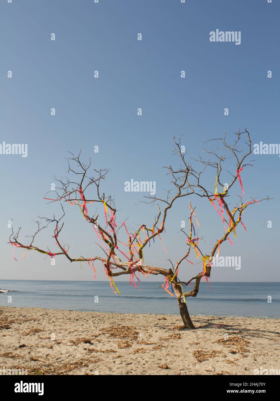 A decorated dry tree by the sea, view from a beach in Kerala, india ...
