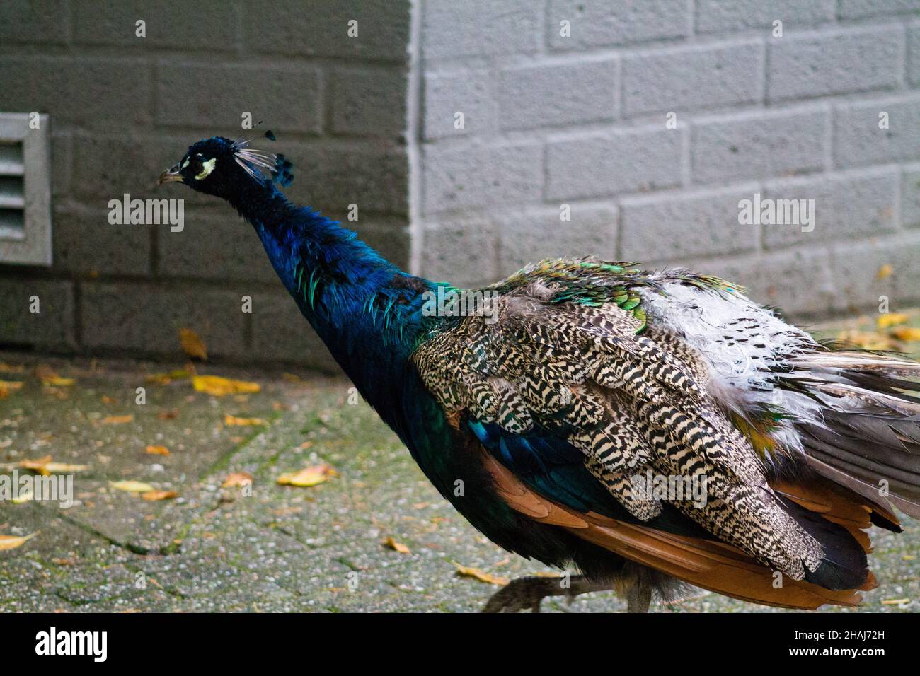 Closeup shot of a blue-neck peacock in Amersfoort Dierenpark in the ...