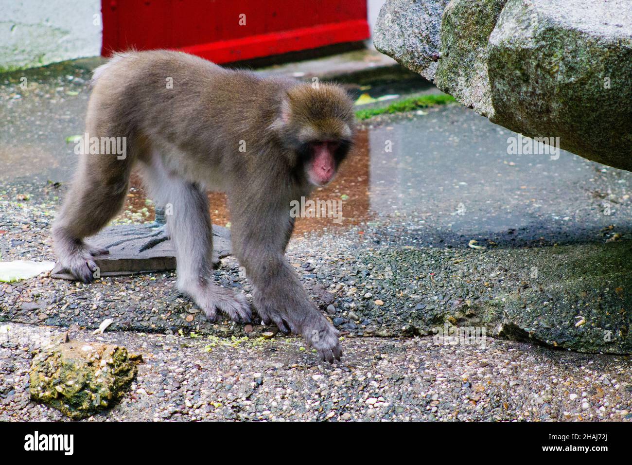 Baboon walking in Amersfoort Dierenpark in the Netherlands Stock Photo ...