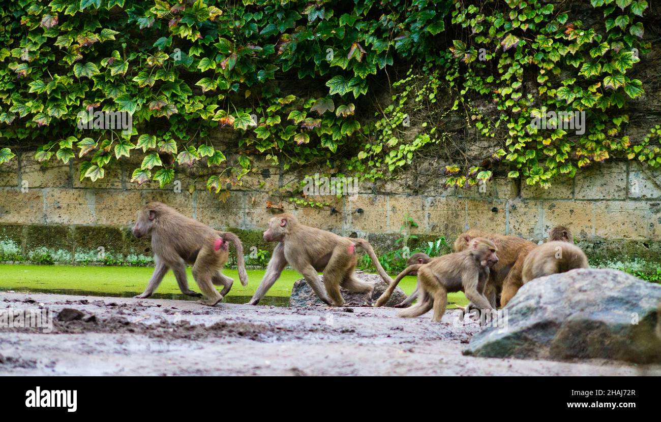 Troop of baboons walking in Amersfoort Dierenpark in the Netherlands ...