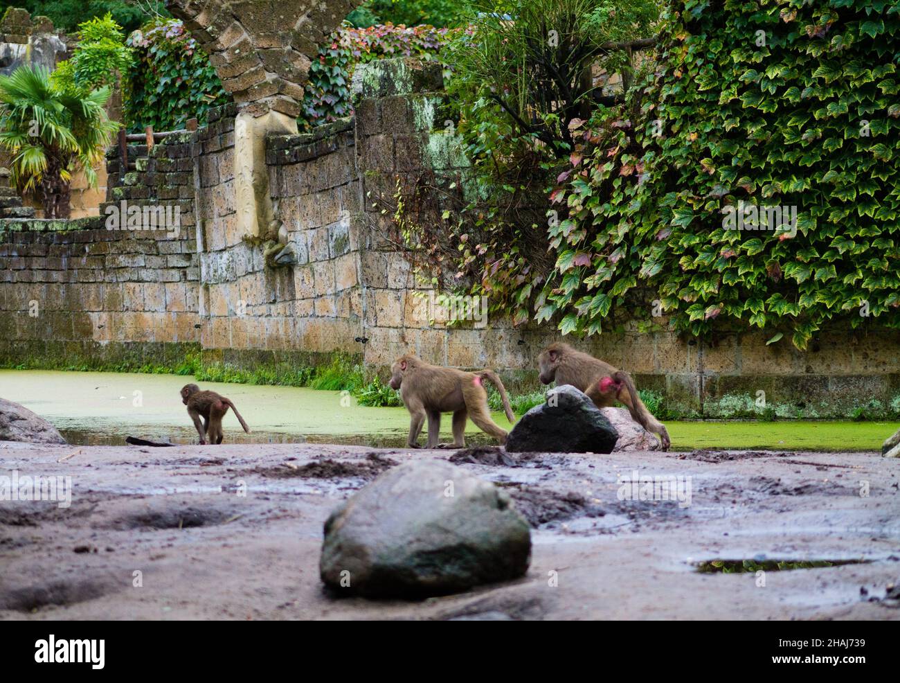 Troop of baboons walking in Amersfoort Dierenpark in the Netherlands ...
