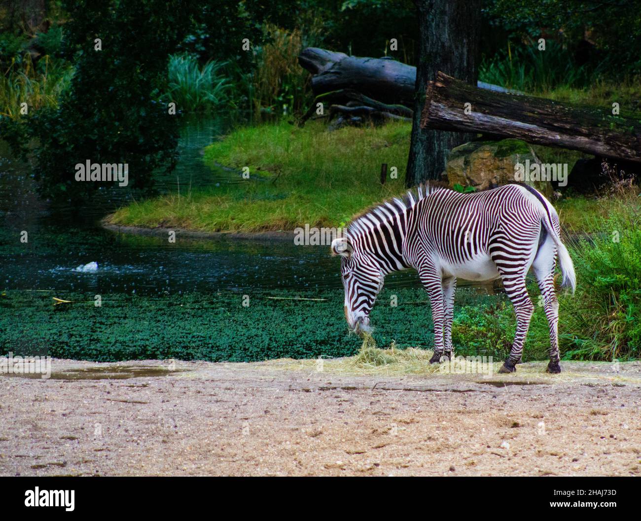 Zebra (Hippotigris) pasturing near a lake in Amersfoort Dierenpark in ...