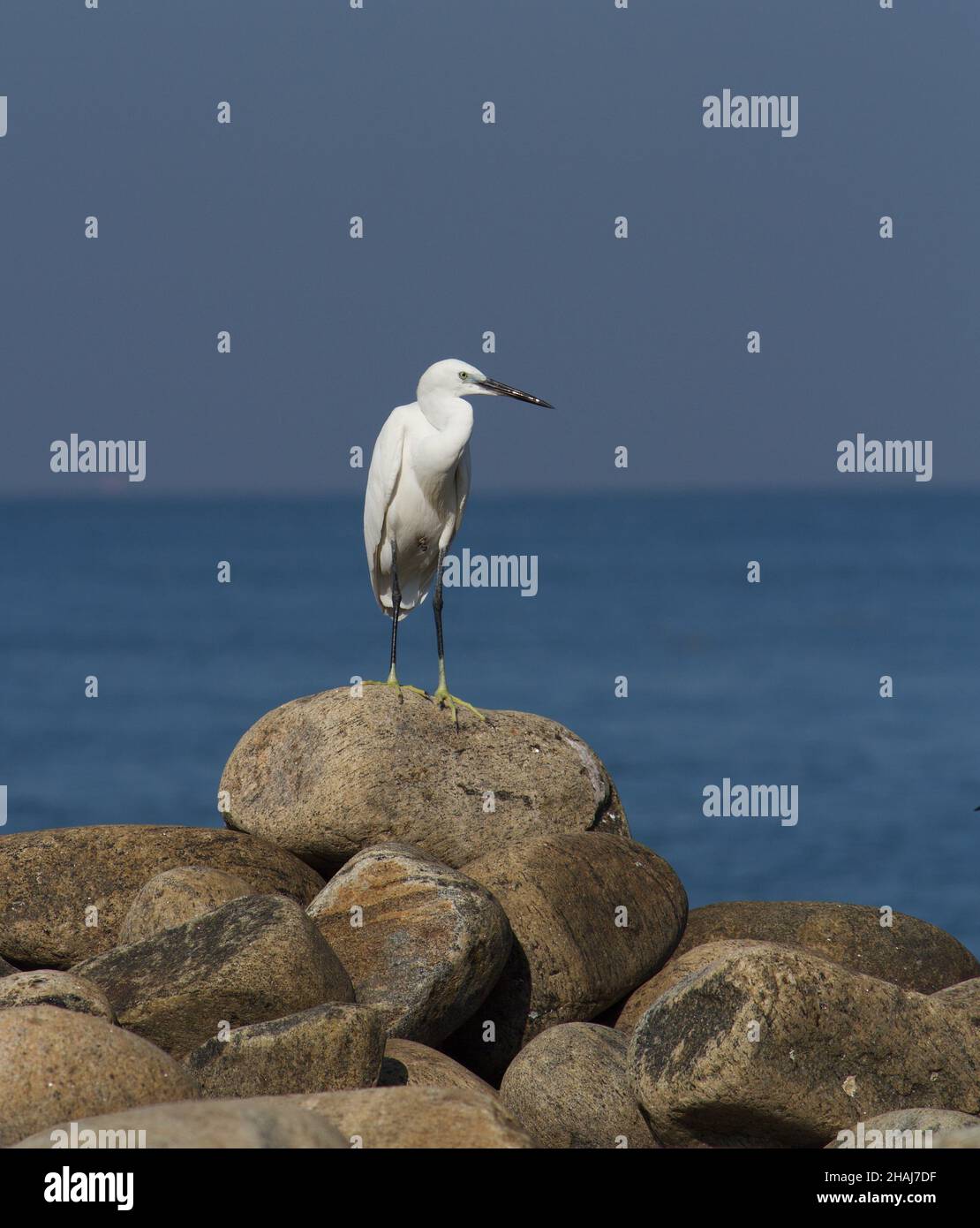 A white crane standing on the rock near the seashore to catch fish ...
