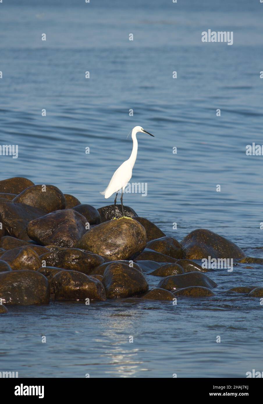 A white crane standing on the rock near the seashore to catch fish ...