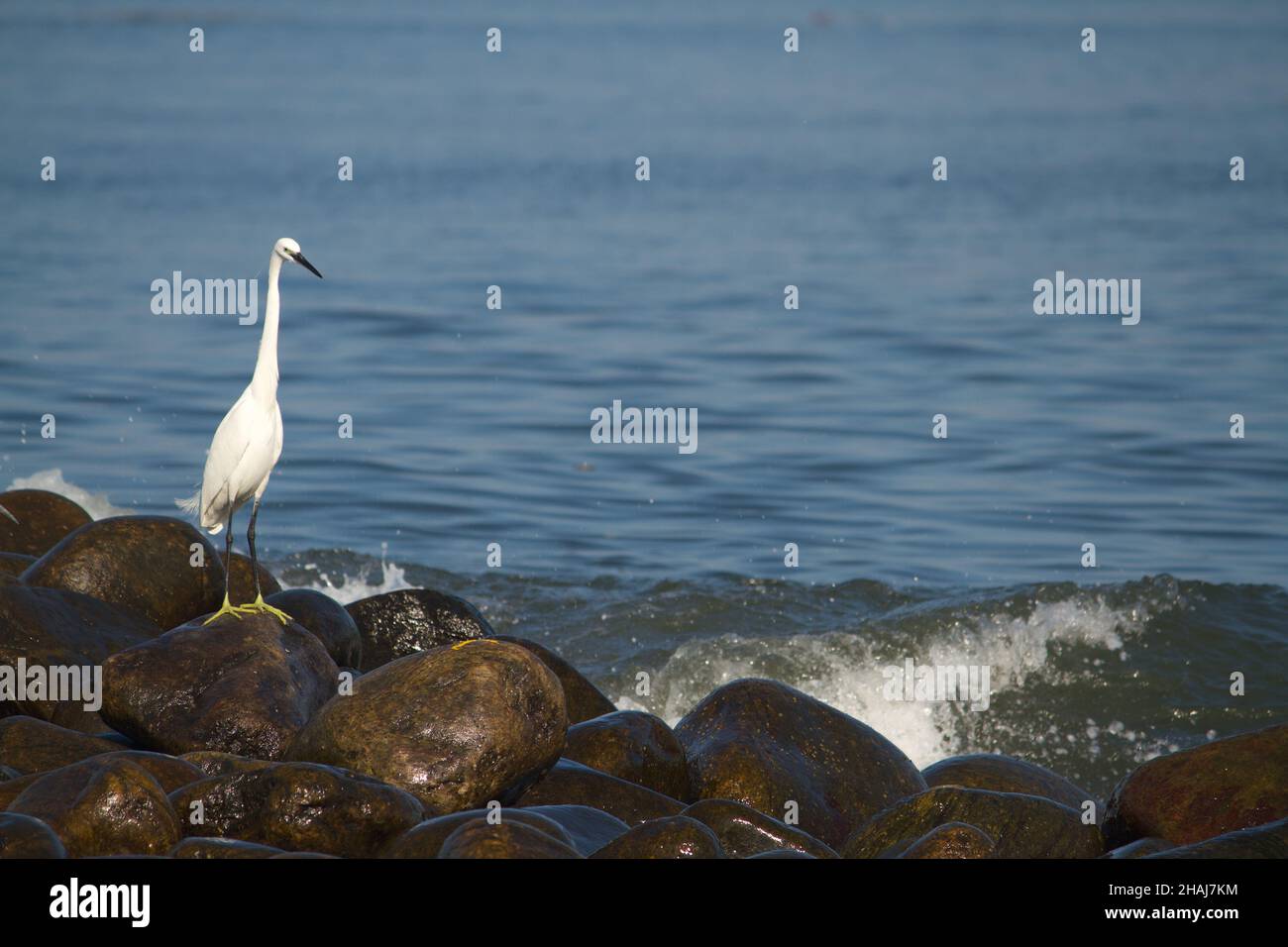 A white crane standing on the rock near the seashore to catch fish ...