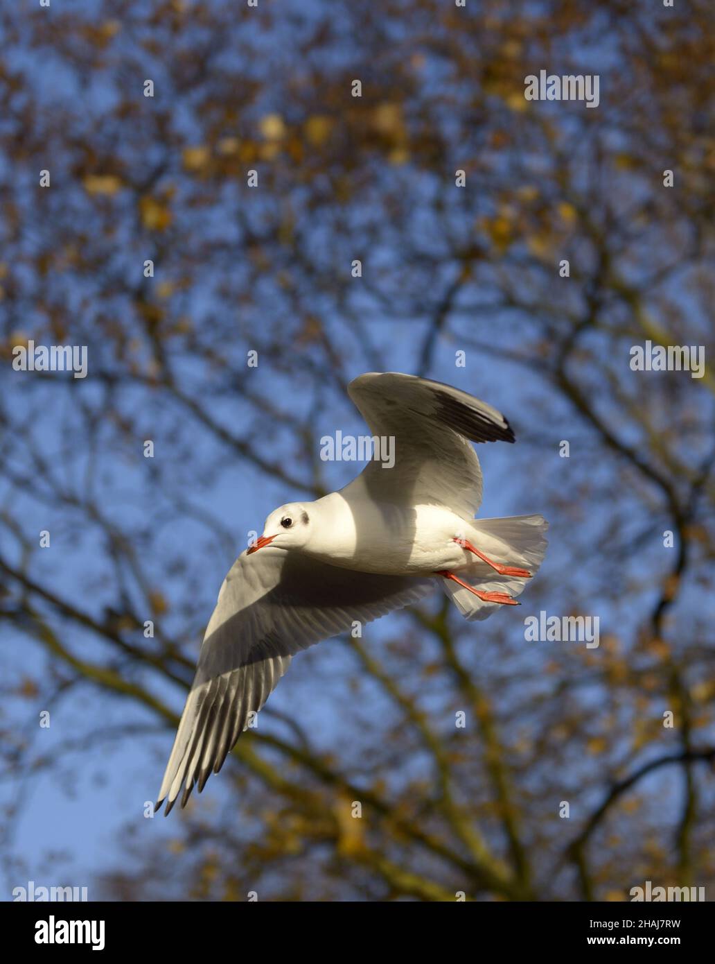Black-Headed Gull (Larus ridibundud) flying St James's Park, London, UK ...