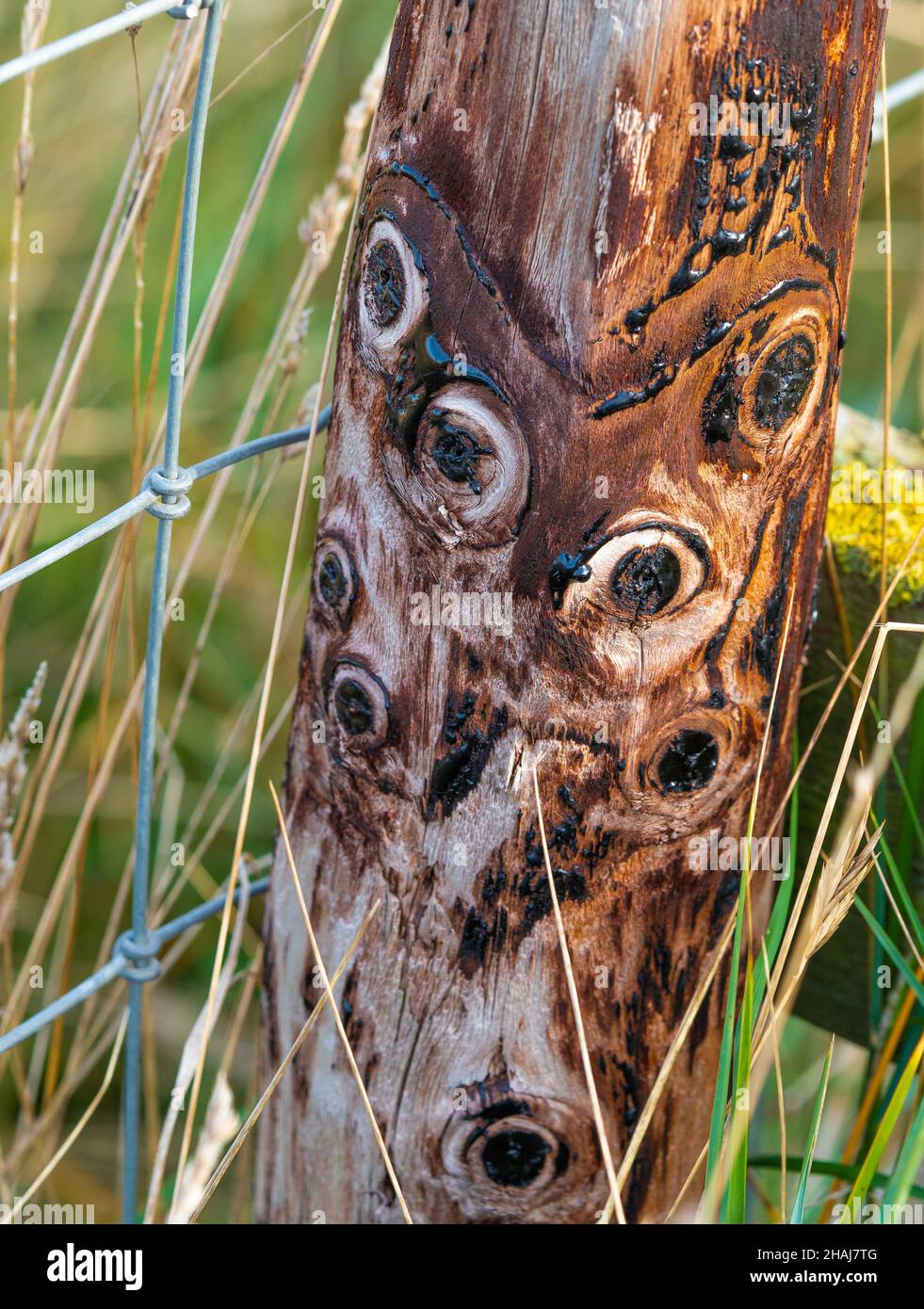 Wooden fence post, wire fence tacked to post, structure, barrier ...