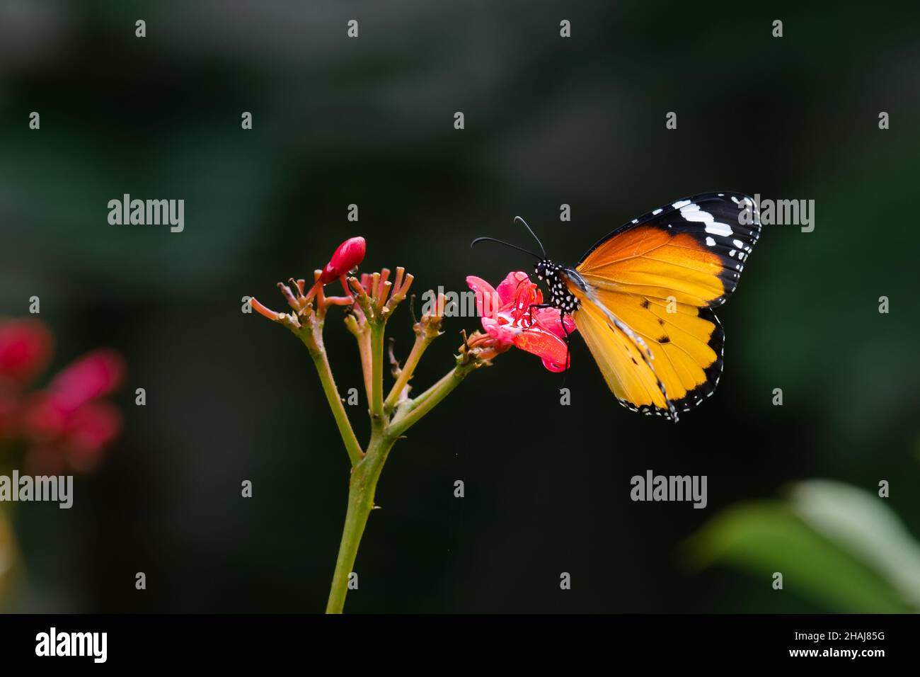 Tiger butterly hi-res stock photography and images - Alamy