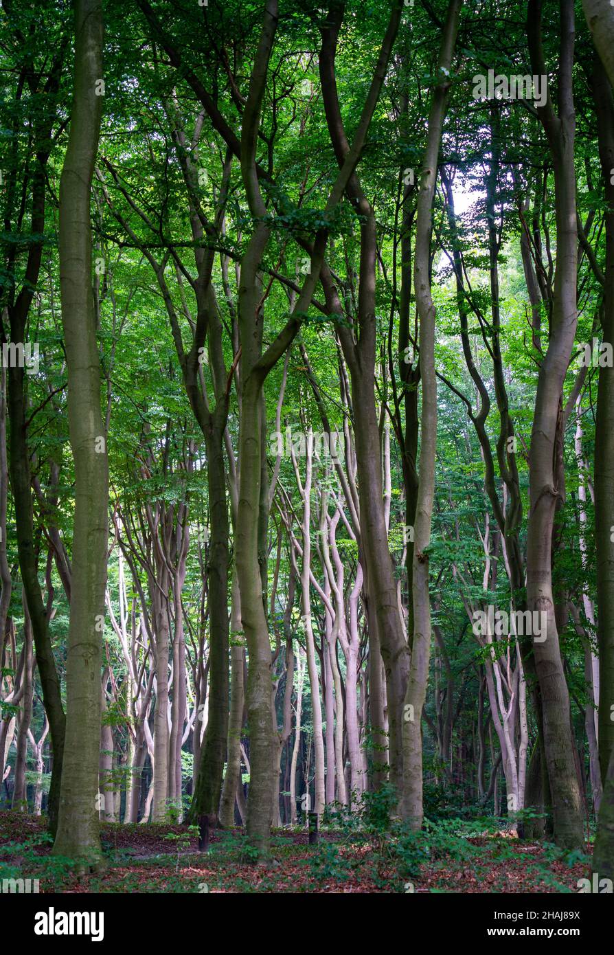 Group of beech trees in the forest Stock Photo - Alamy