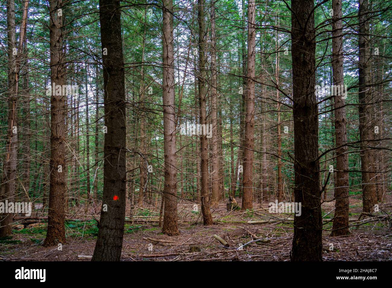 Pine forest in the Netherlands (Pinus sylvestris Stock Photo - Alamy