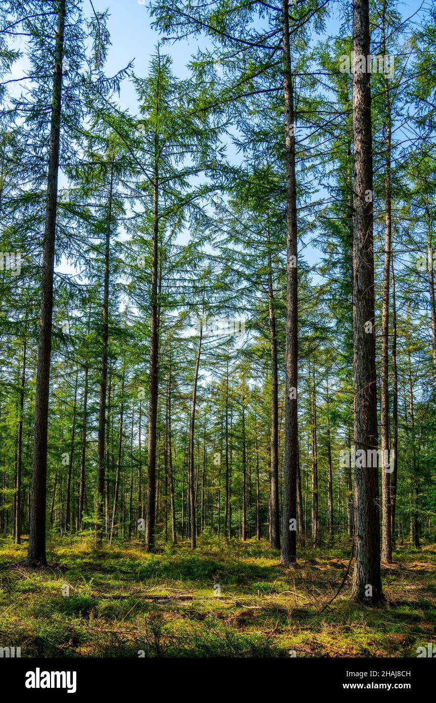 Pine forest in the Netherlands (Pinus sylvestris Stock Photo - Alamy