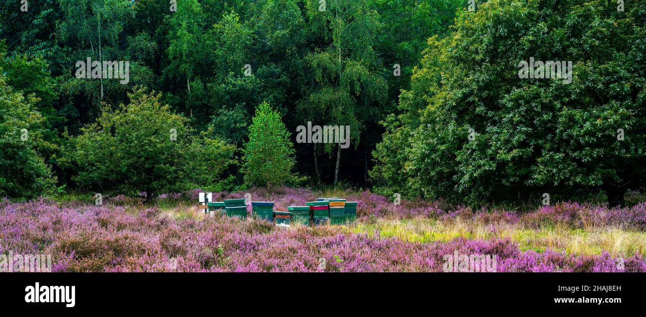 Bee hives with various trees and purple blooming heath Stock Photo - Alamy