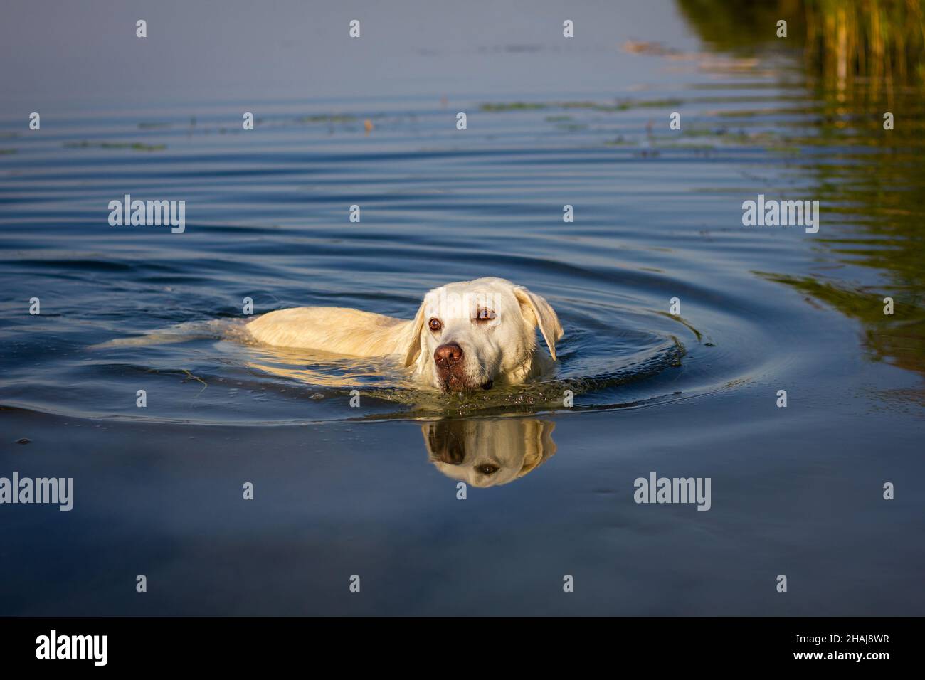 Dog swimming in lake. Labrador retriever swim in water Stock Photo - Alamy