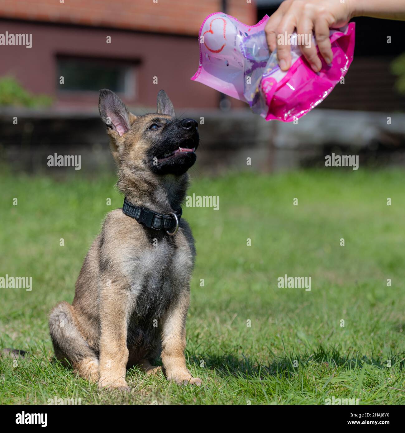 Dog portrait of an eight weeks old German Shepherd puppy with a green ...