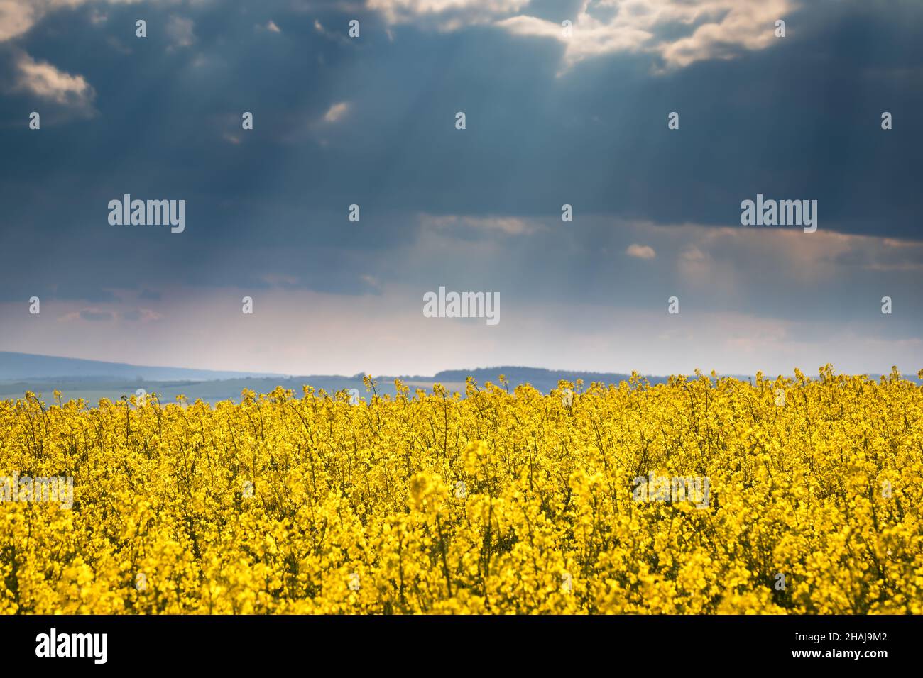 Rapeseed field and clouds in sky with sunbeam. Blooming oilseed field ...