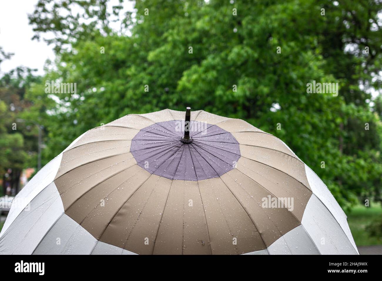 Umbrella with raindrops and green leaves in rain. Spring rainy weather ...