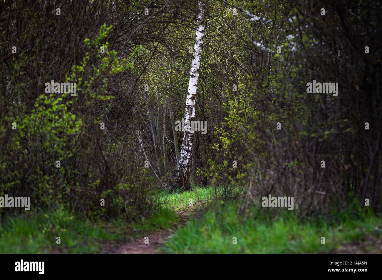 Birch tree trunk in forest. Footpath in spring woodland Stock Photo - Alamy