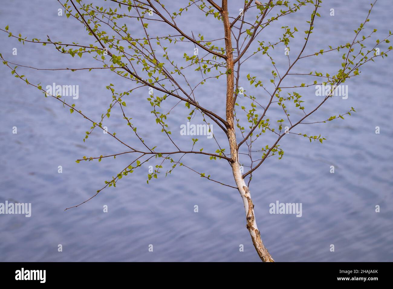 Birch tree at lake. Spring leaves in spring. Water surface at ...