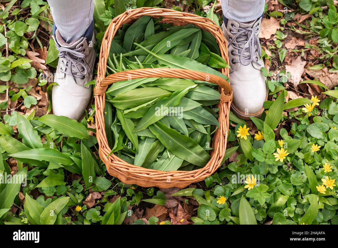 Harvested ramson leaves in wicker basket. Top view at basket, wild ...
