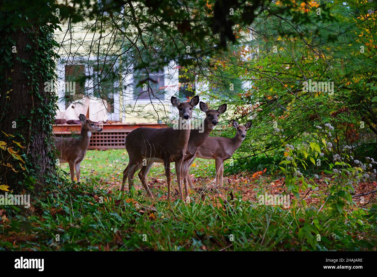 Wild deer in the fall in a suburban New Jersey backyard Stock Photo - Alamy