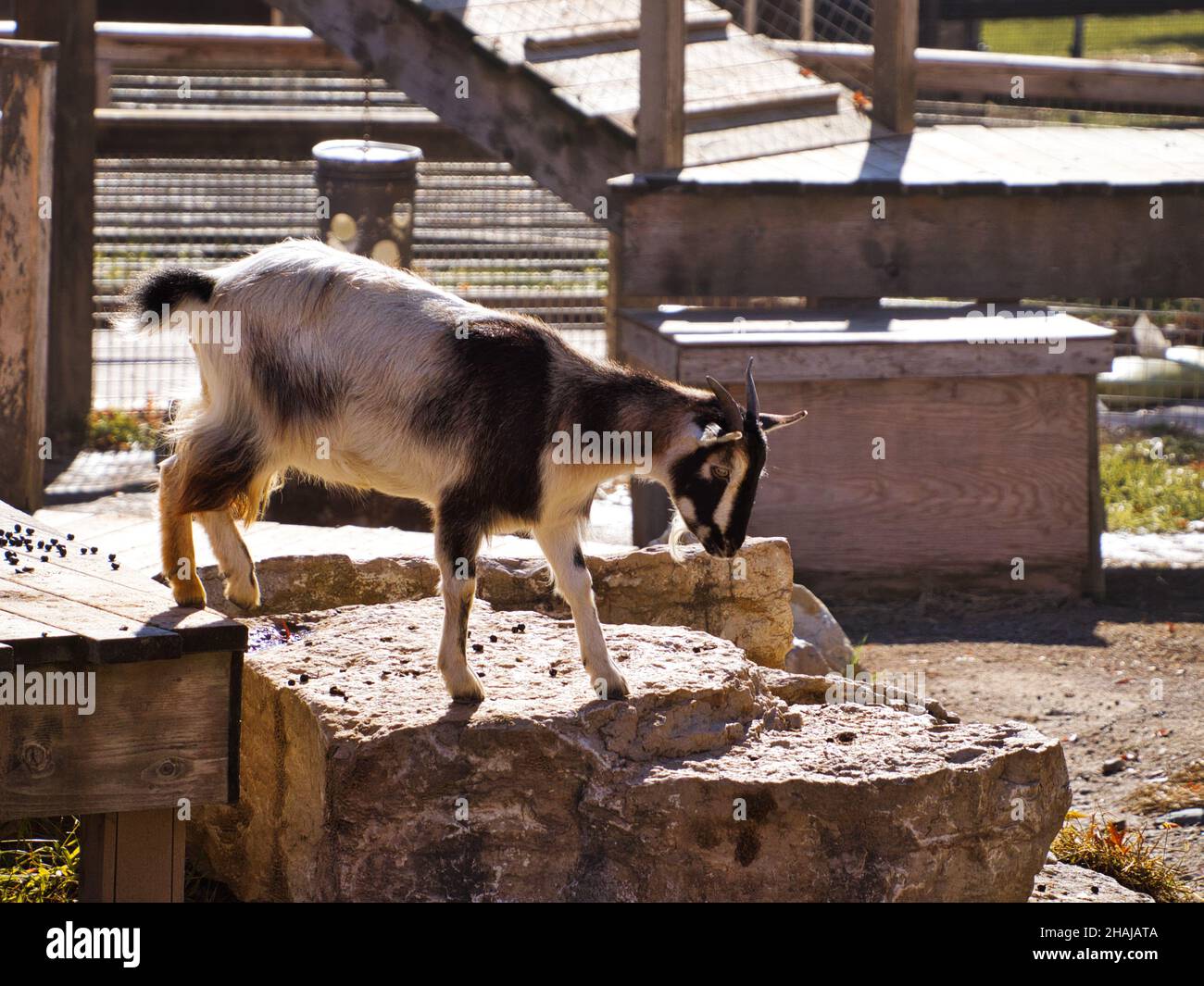 Goat standing in the Kansas City Zoo. Missouri, USA Stock Photo - Alamy