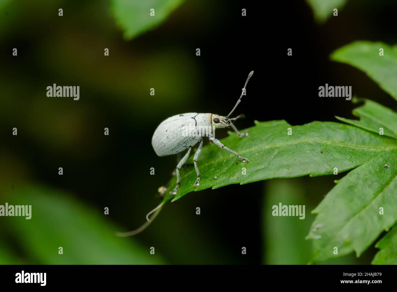 Pissodes strobi hi-res stock photography and images - Alamy