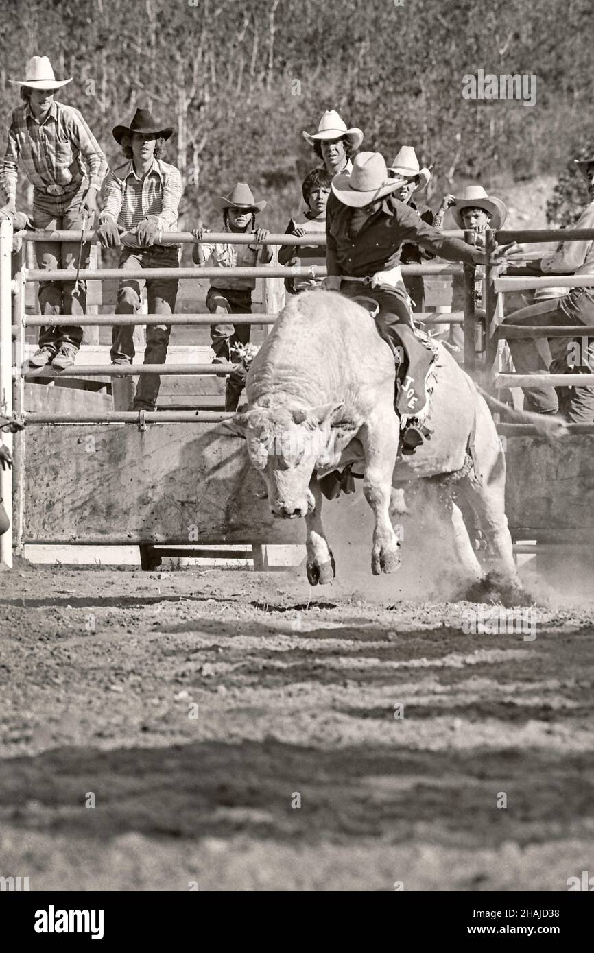 Bull rider event at the Crowsnest Pass Rodeo circa 1981. Alberta Canada ...