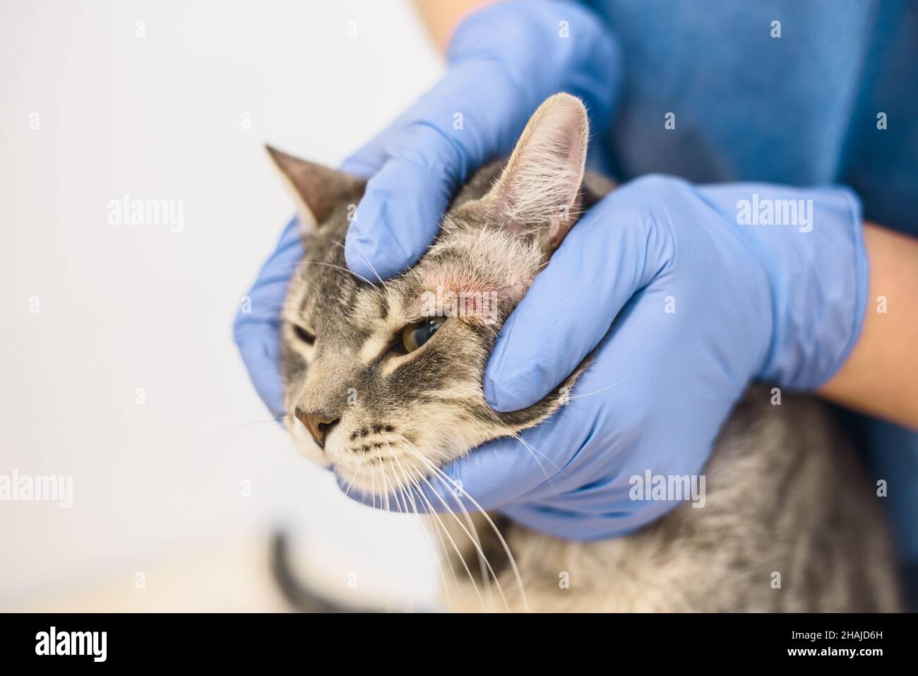 Veterinarian doctor is examining the skin disease of a cat Stock Photo ...