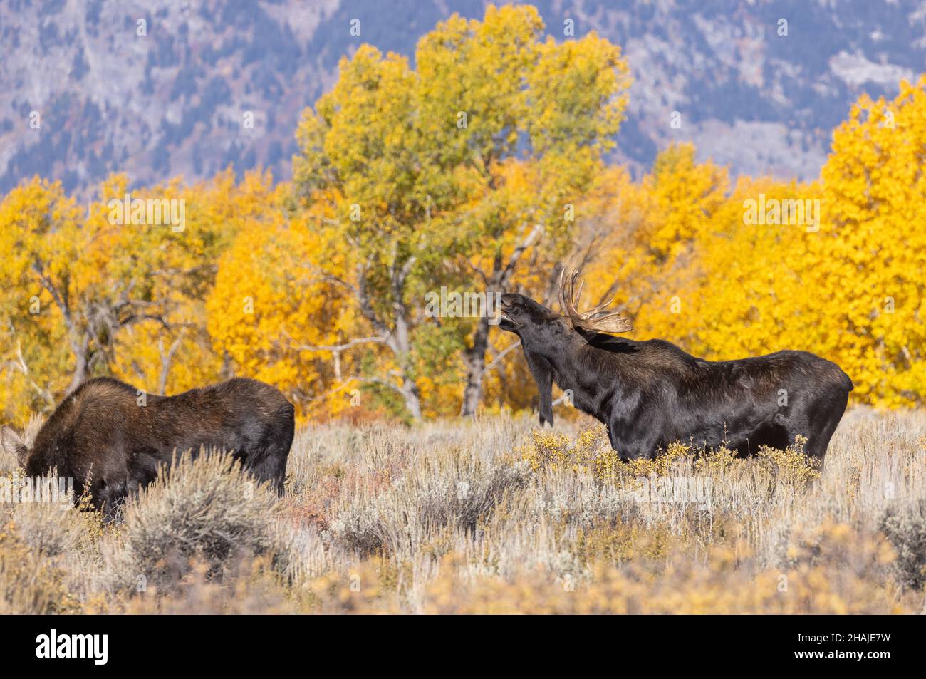 Bull and Cow Shiras Moose Rutting in Grand Teton National Park Wyoming ...