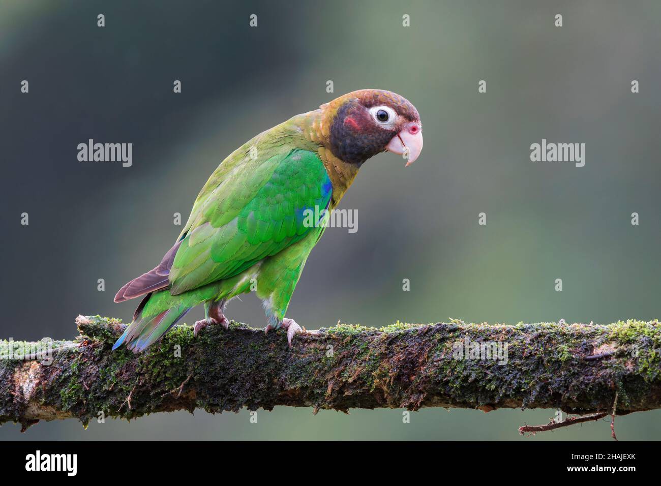 brown-hooded parrot, Pyrilia haematotis, single bird perched on moss ...