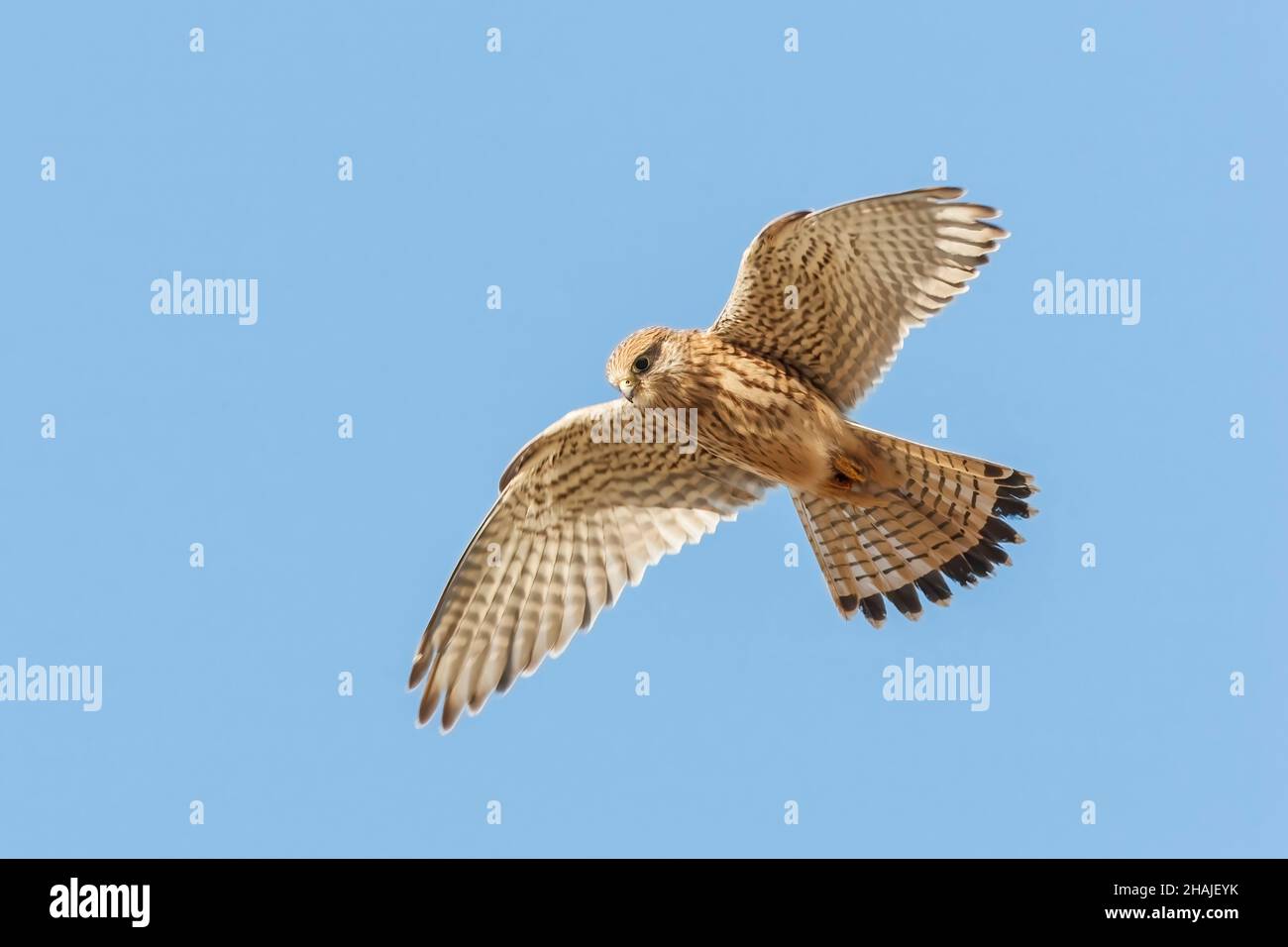common kestrel, Falcvo tinnunculus, adult female in flight, Norfolk ...
