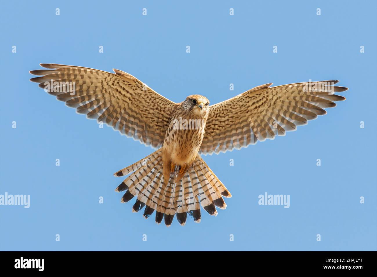 common kestrel, Falcvo tinnunculus, adult female in flight, Norfolk ...