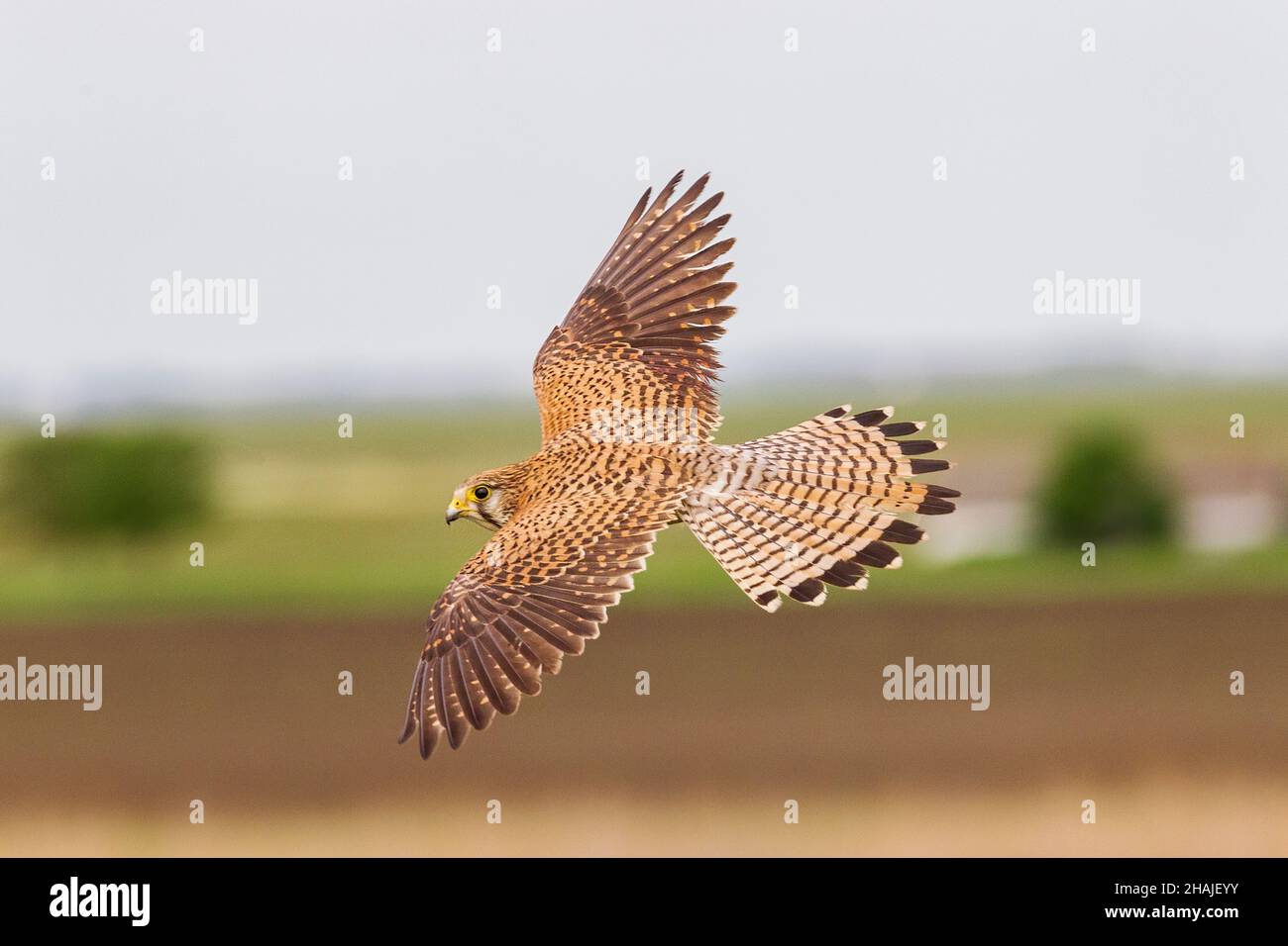 common kestrel, Falcvo tinnunculus, adult female in flight, Hungary ...