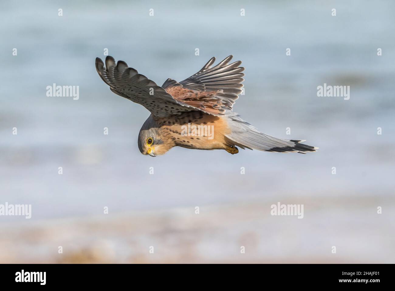 common kestrel, Falcvo tinnunculus, adult male in flight over cliff ...
