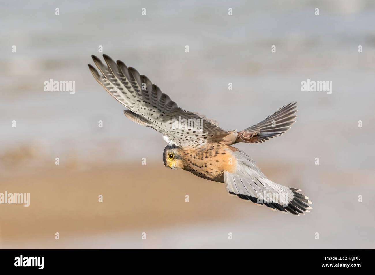 common kestrel, Falcvo tinnunculus, adult male in flight over cliff ...