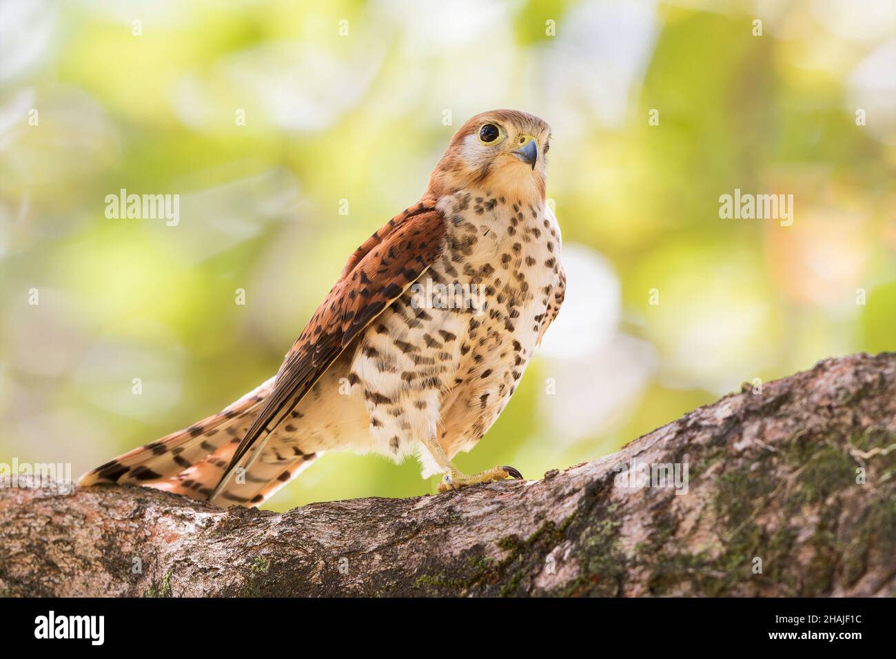 Mauritius images hi-res stock photography and images - Alamy