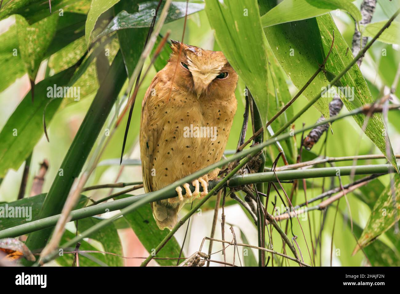 serendib scops owl, Otus thilohoffmanni, adult perched in thick ...