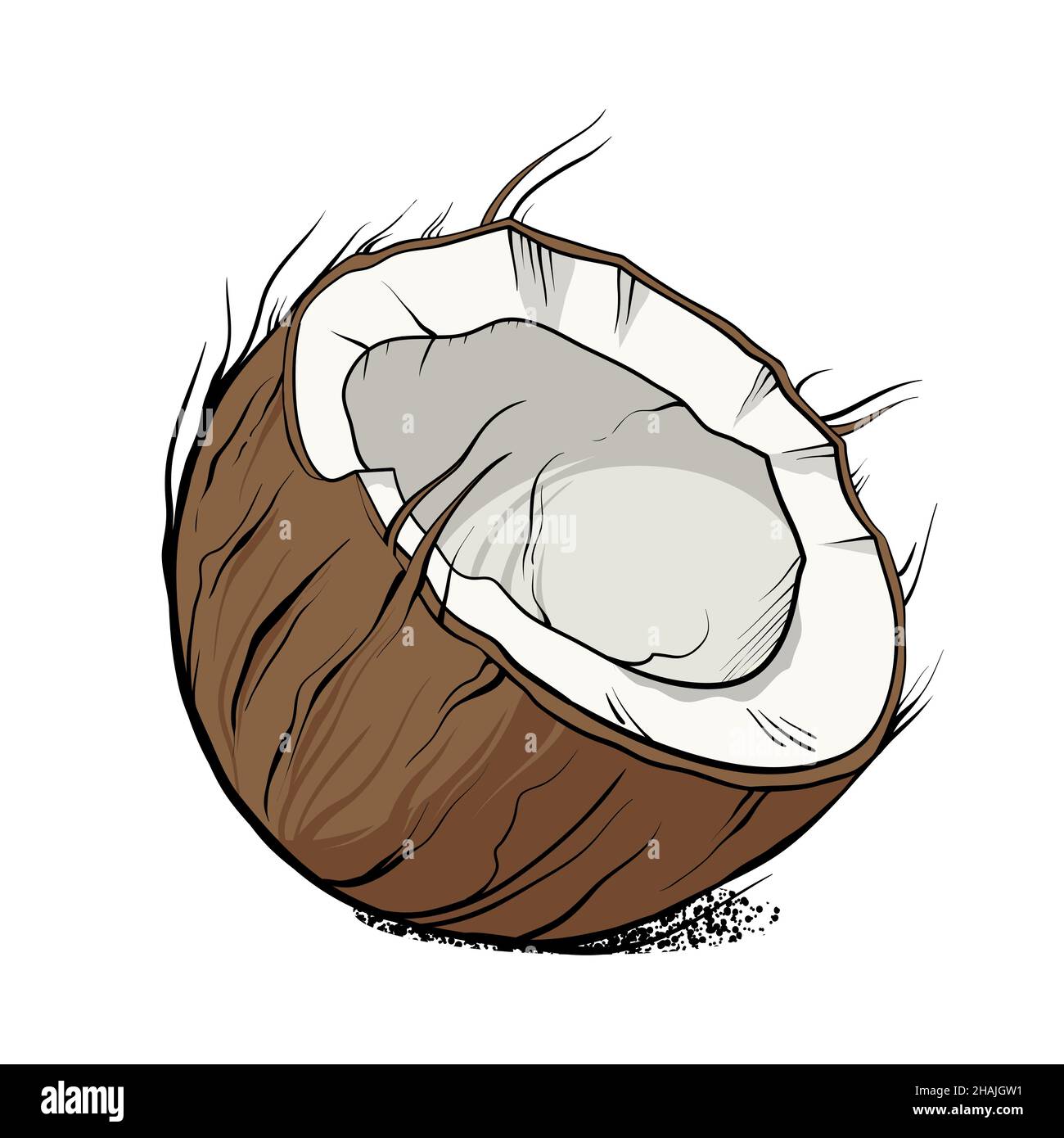 Half coconut in cartoon style. Vector illustration isolated on white ...